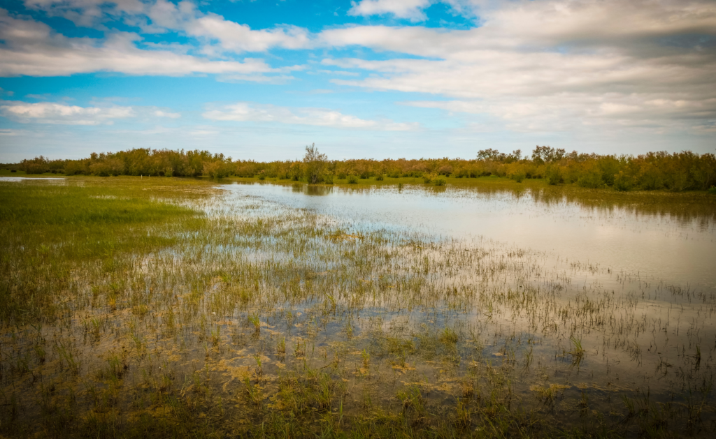 RESTORE4Cs Online Workshop on Coastal Wetlands Restoration